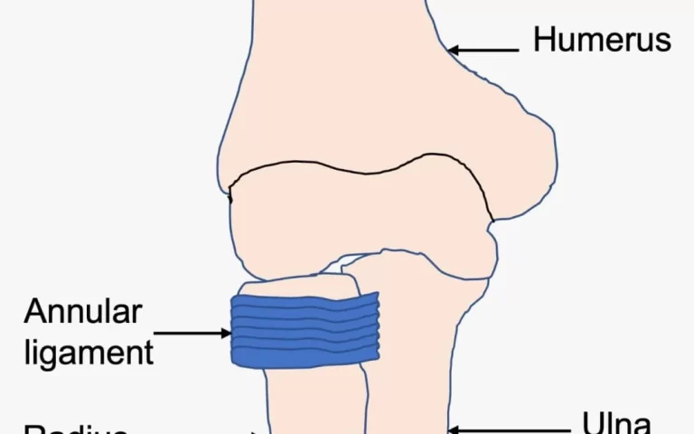 Scaphoid Bone - Anatomy, Function, Muscle Attachment