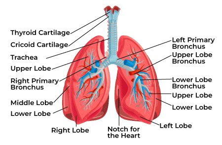 Lung Anatomy Ppt Normal Lung Anatomy PI UpToDate